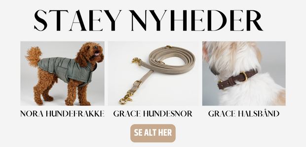 Luksushund - det bedste til din hund